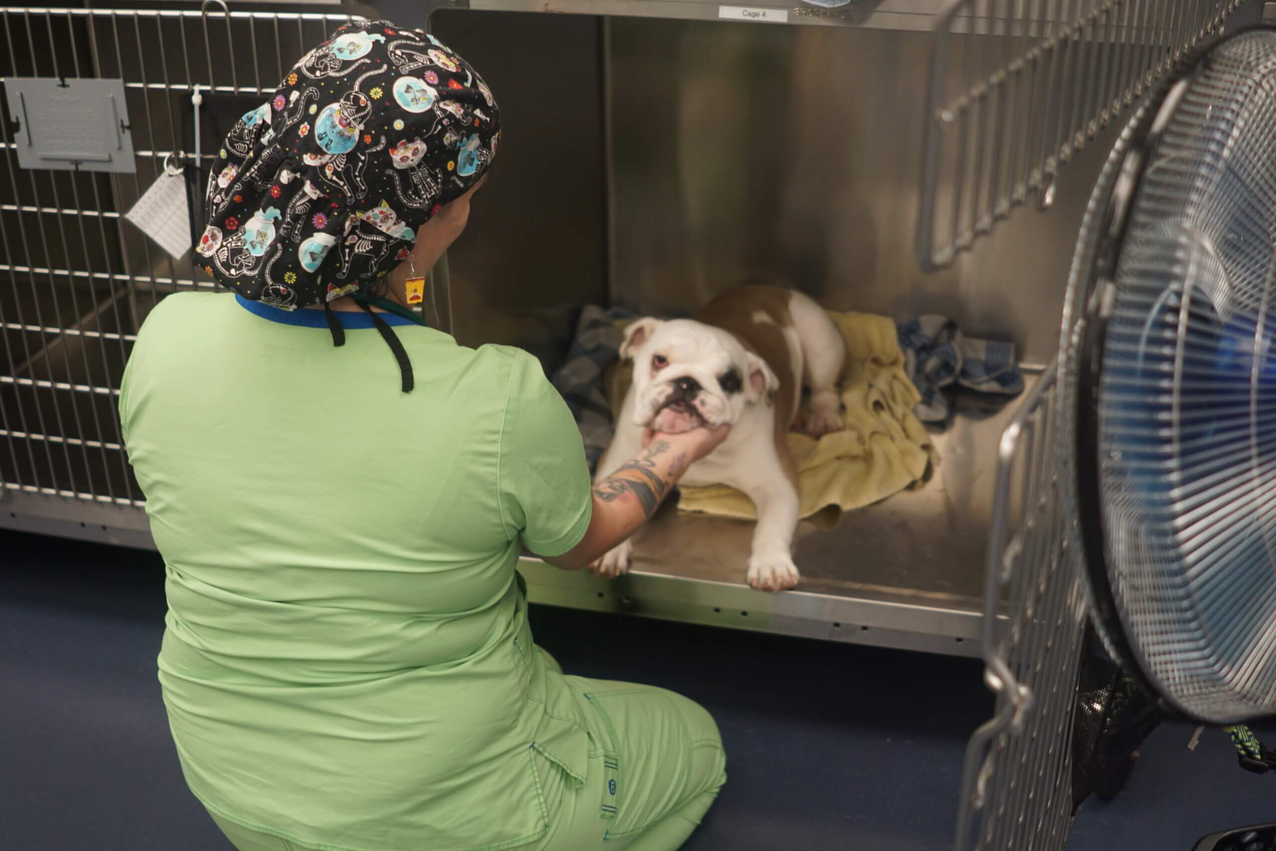 How Does Triage Work? (and What You Can Expect at the Veterinary ER ...